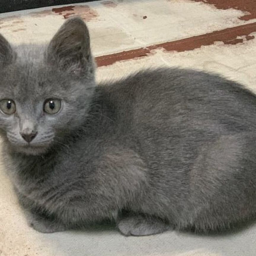 Котёнок ждет хозяйку