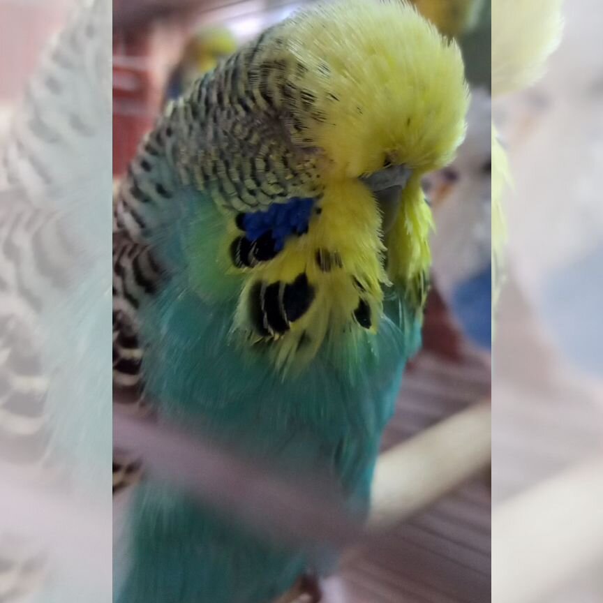 Выставочный волнистый попугай, самка