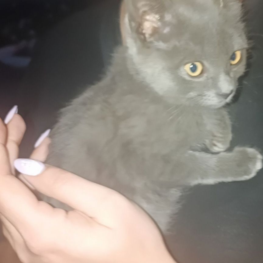 Домашние животные котята
