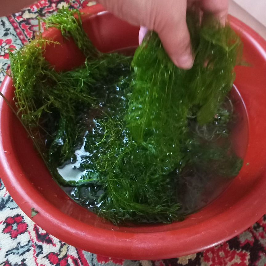 Аквариумное растение