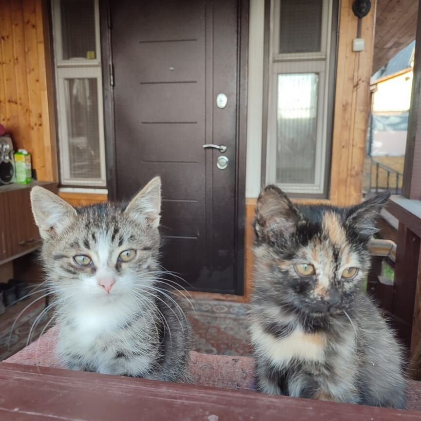 Отдам котят в хорошие руки