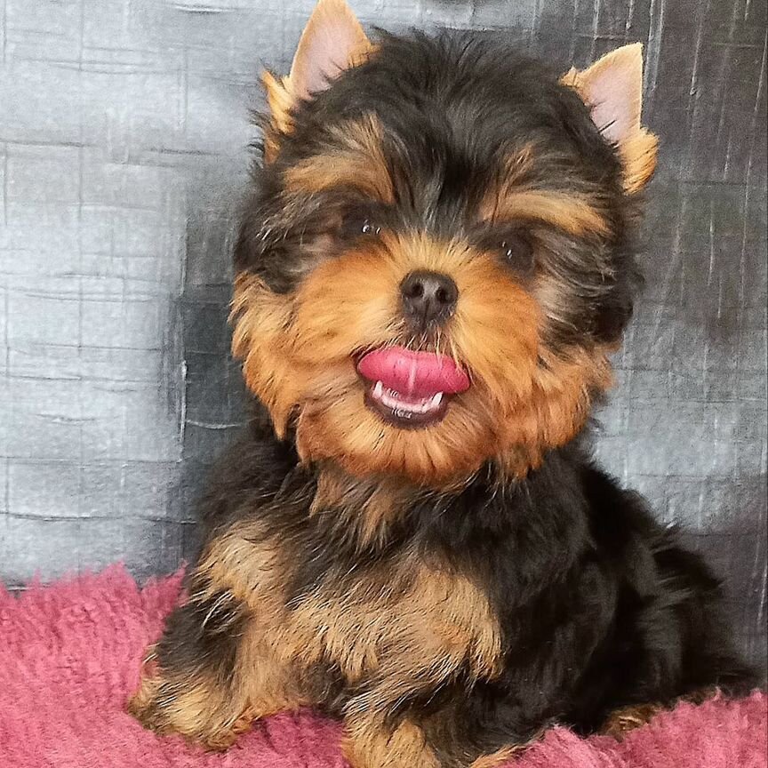 Мальчик йорк РКФ