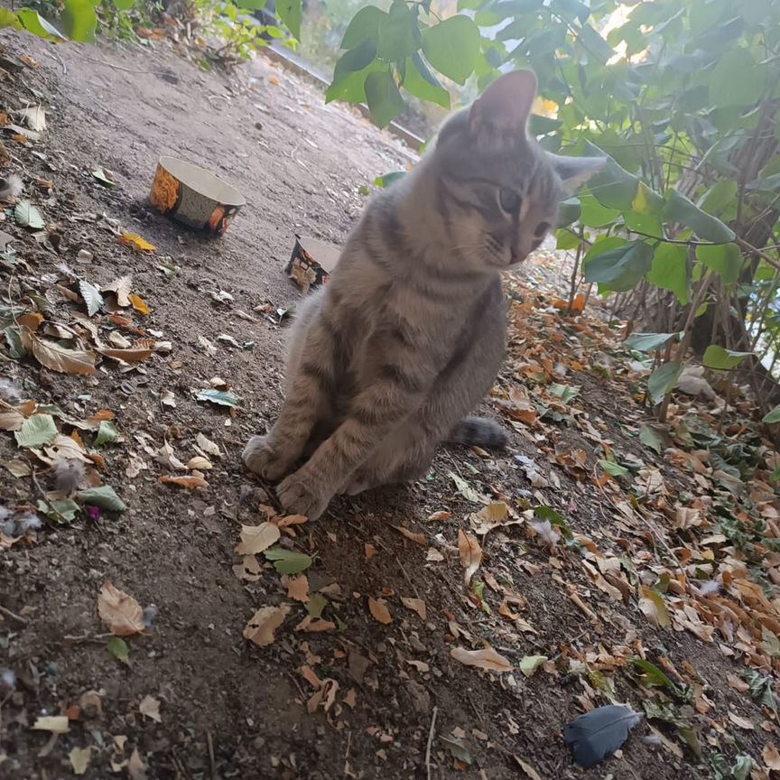 Кот в добрые руки