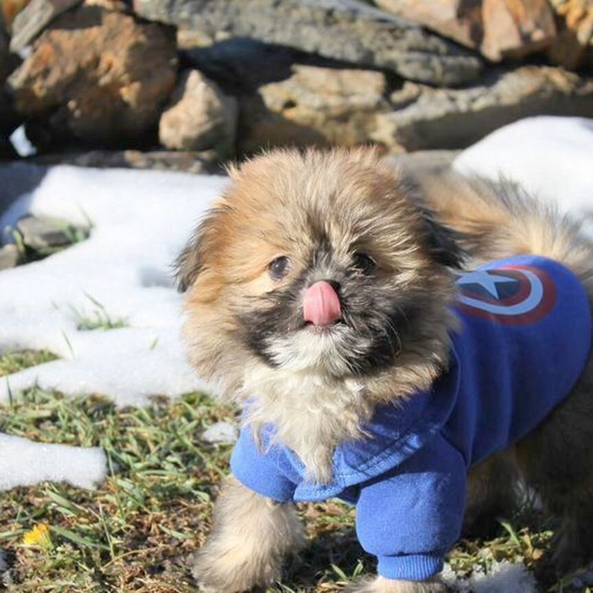 Мальчики мальтипушки