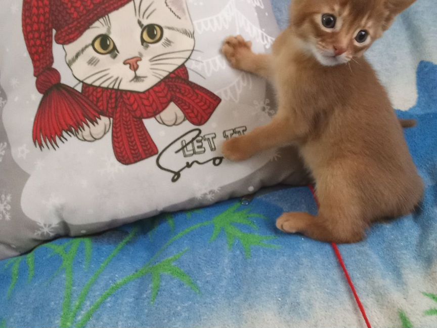 Абиссинские котята