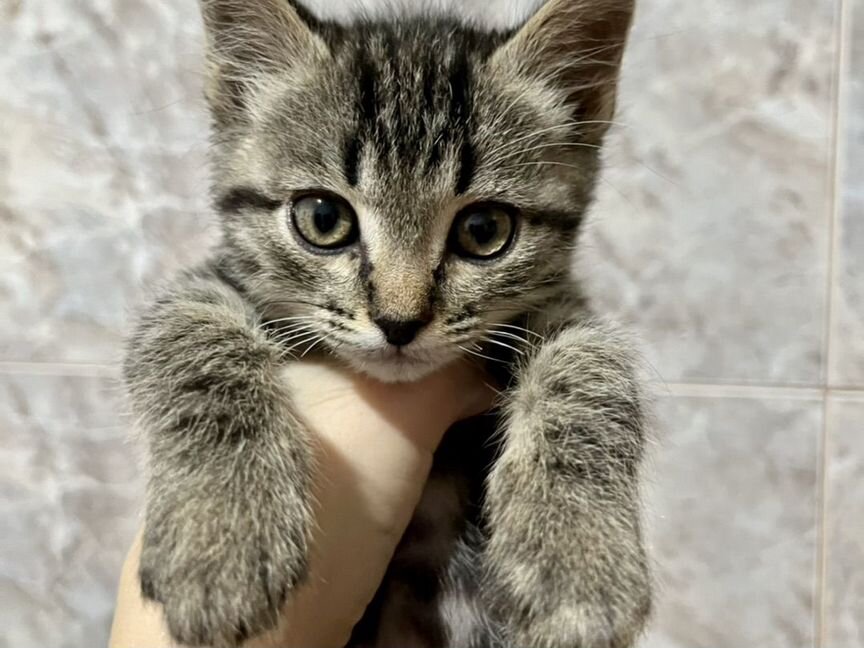 Дворянский кот