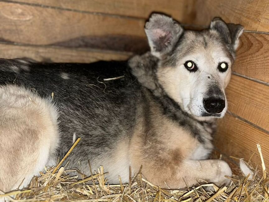 Карла собака невидимка