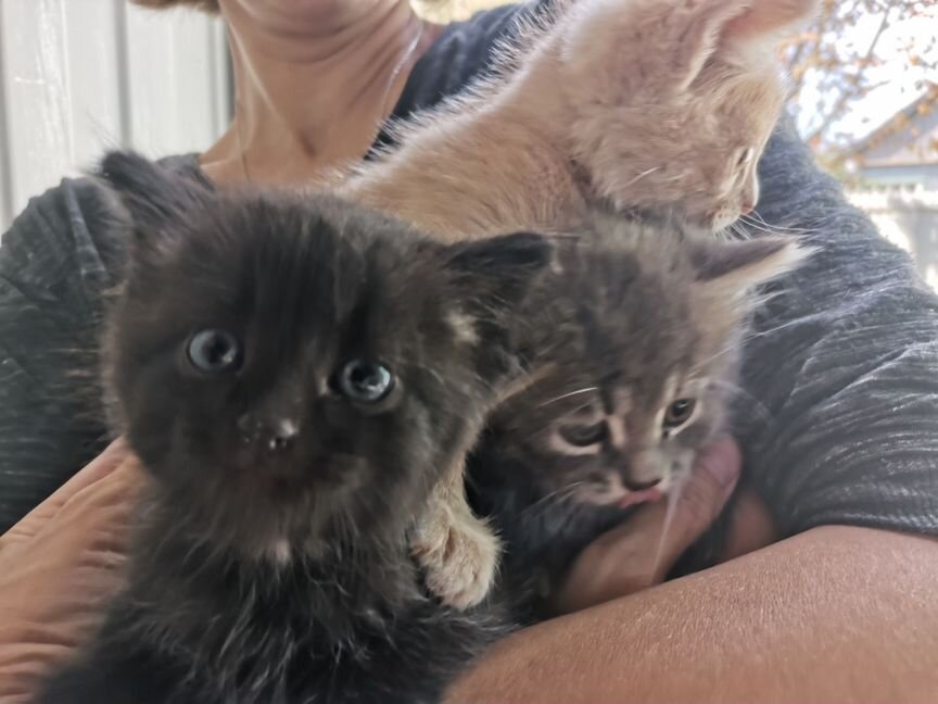Котята в добрые руки, 3 месясные