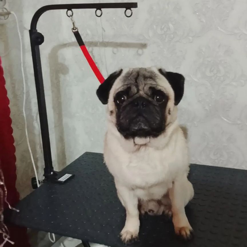 Мопс, взрослый пёс