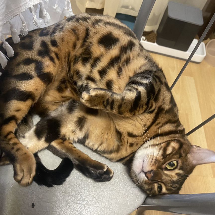 Бенгальская кошка, взрослая