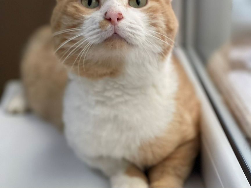 Рыжий котик Тимоша ищет дом
