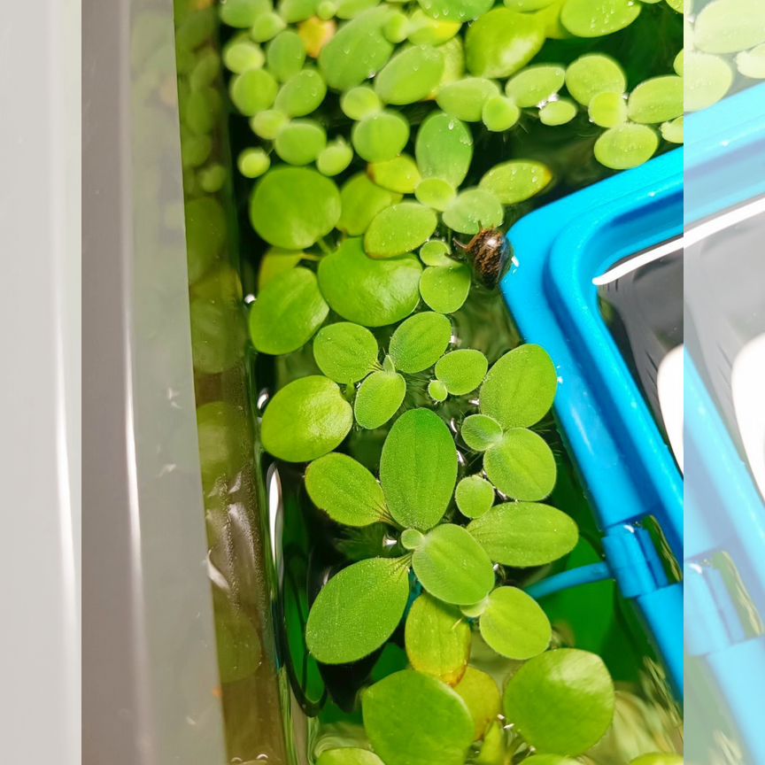 Пистия и лимбодиум