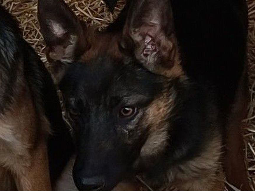 Линда. Метис овчарки