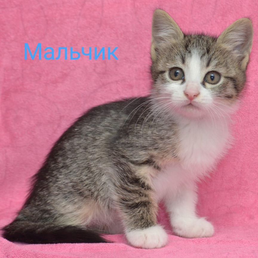 Котенок бесплатно