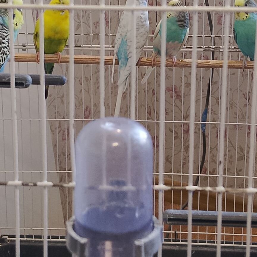 Волнистые попугаи