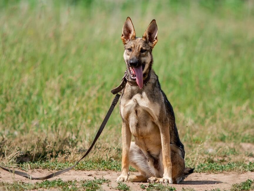 Гарик - надежный друг для семьи, в добрые руки