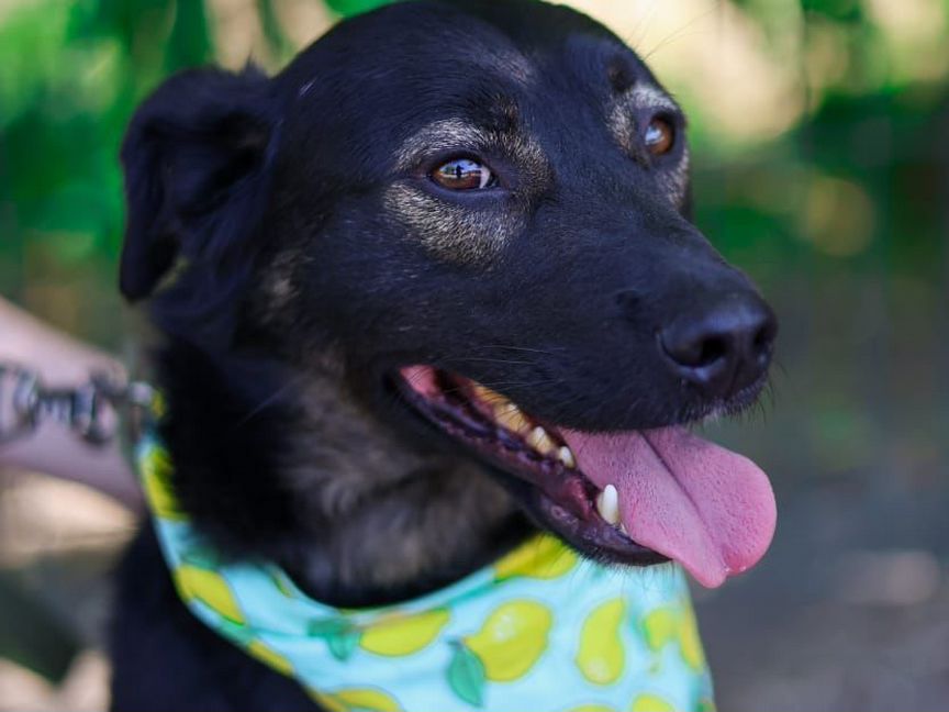 Небольшой песик грустит в приюте