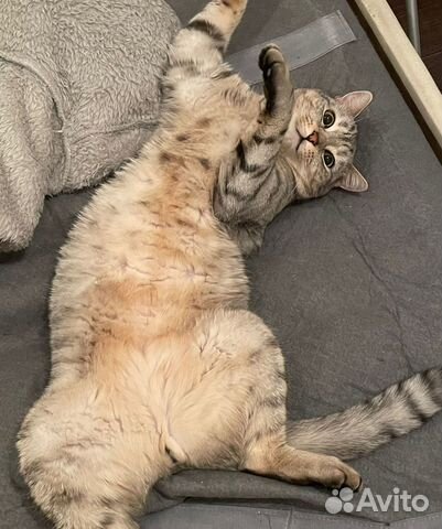 Отдам кота в добрые руки, бесплатно