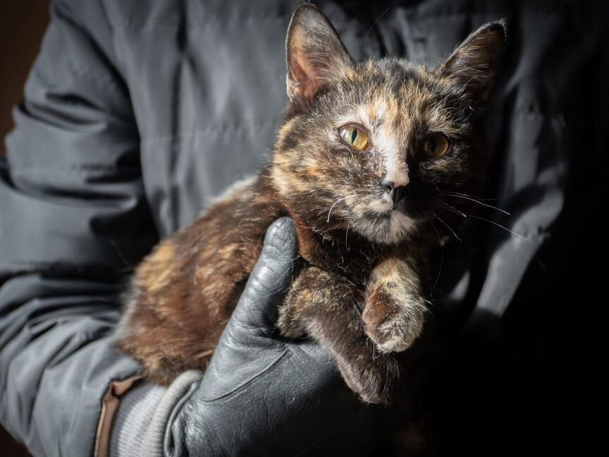 Кошечка Ангела в хорошую семью бесплатно