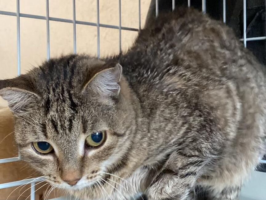 Кошечка добряшка Весна