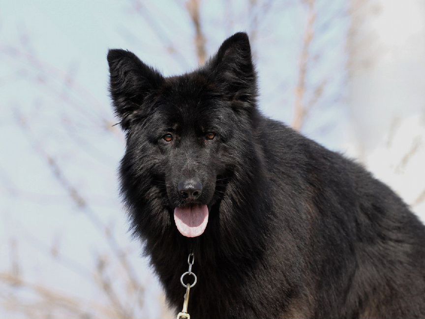 Черный кобель длинношерстной немецкой овчарки