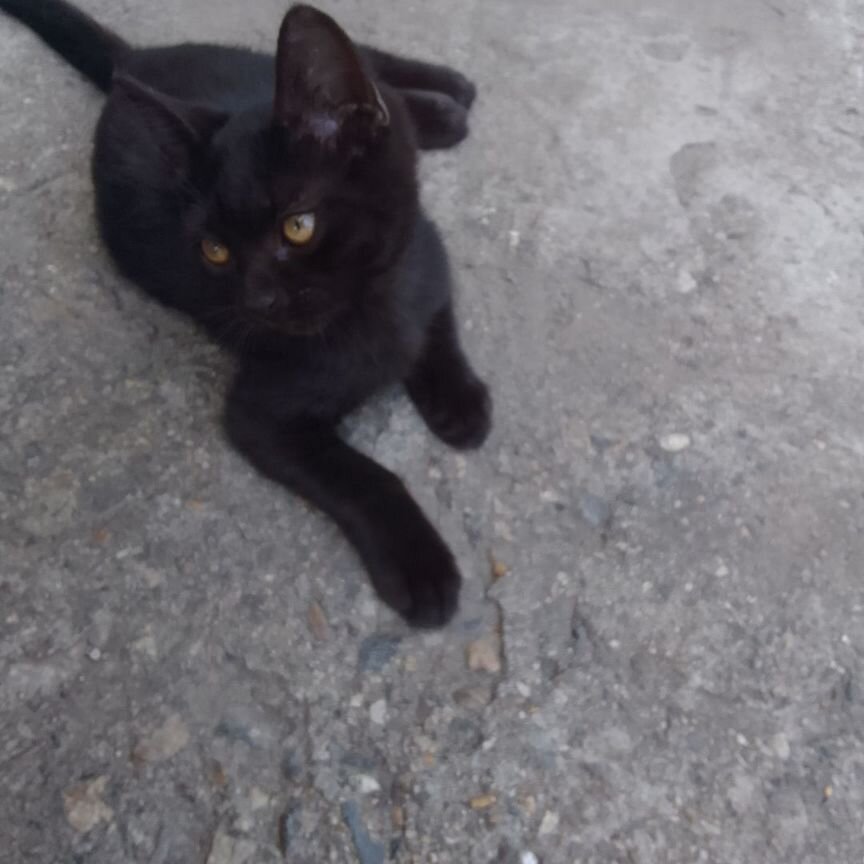 Котёнок чёрный девочка