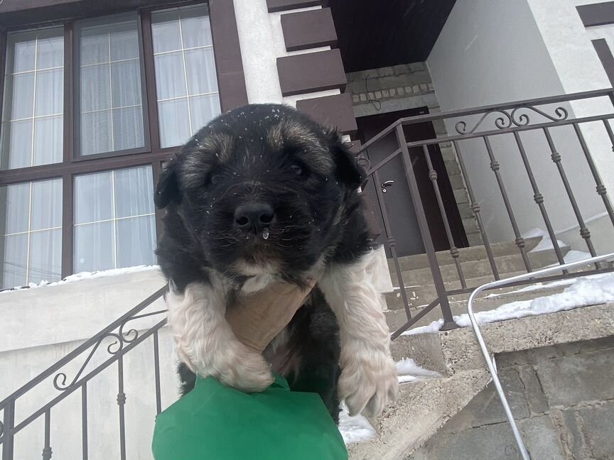 Щенок смесь с овчаркой
