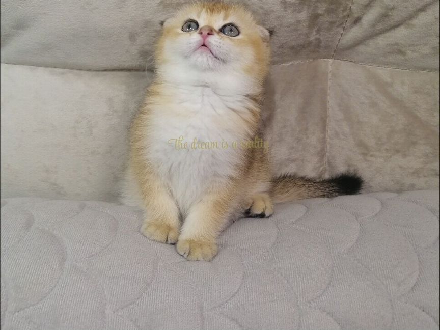 Шотландские котята Золотая Шиншилла