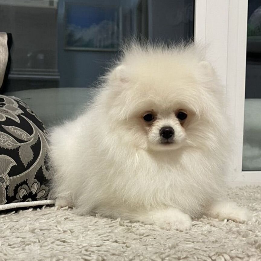 Померанский шпиц, щенок