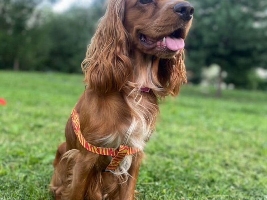 Вязка случка Английский Кокер спаниель