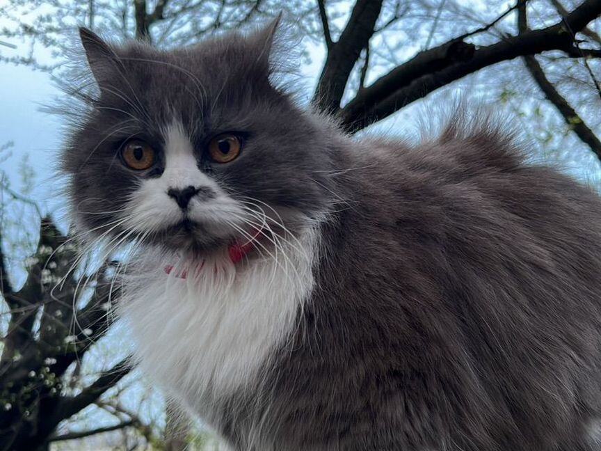 Потерялась кошка