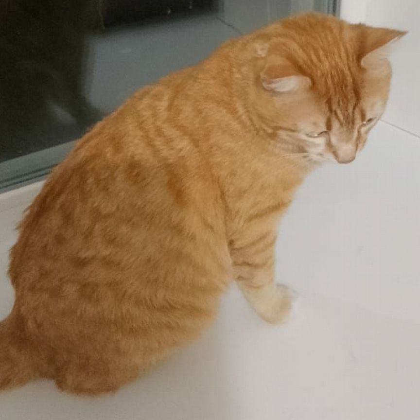 Кот