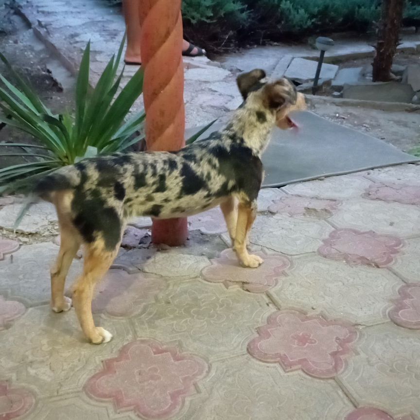 Маленькая собака в добрые руки