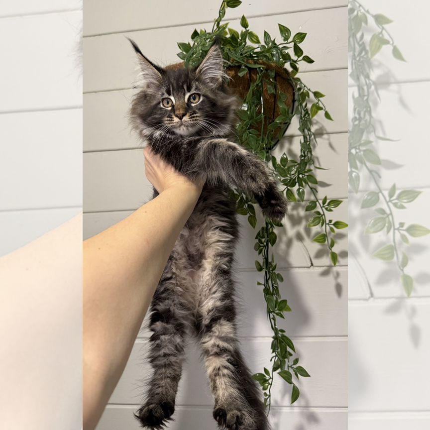 Мейн-кун котёнок