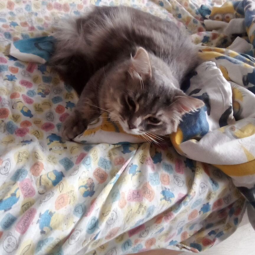 Сибирский котёнок