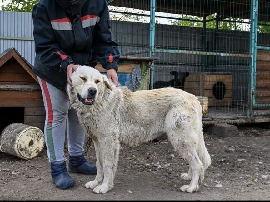 Помесь Алабая
