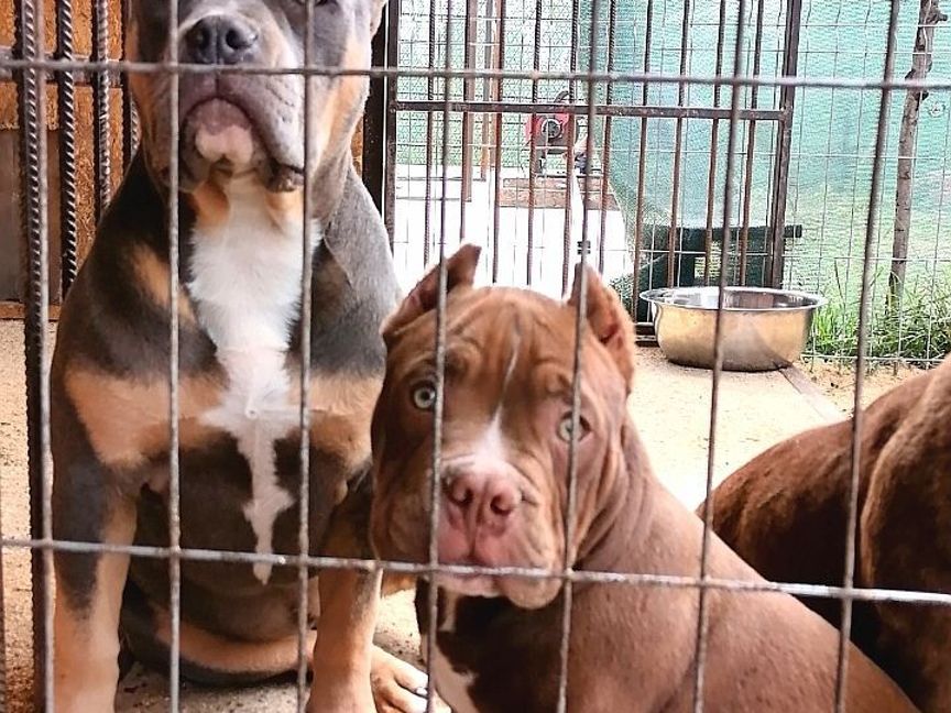 Американский булли щенки