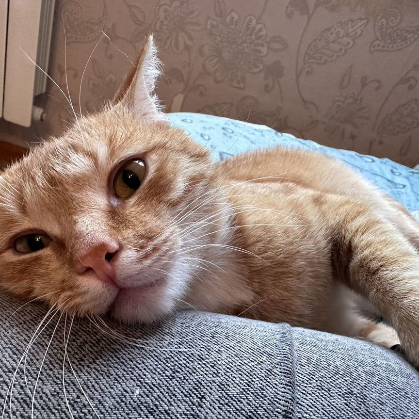 Ласковый рыжик в дар