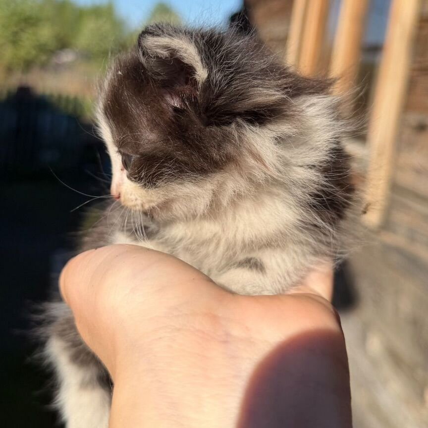 Котёнок в добрые руки