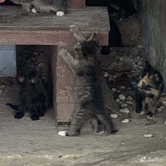 Очаровательные котята ищут дом
