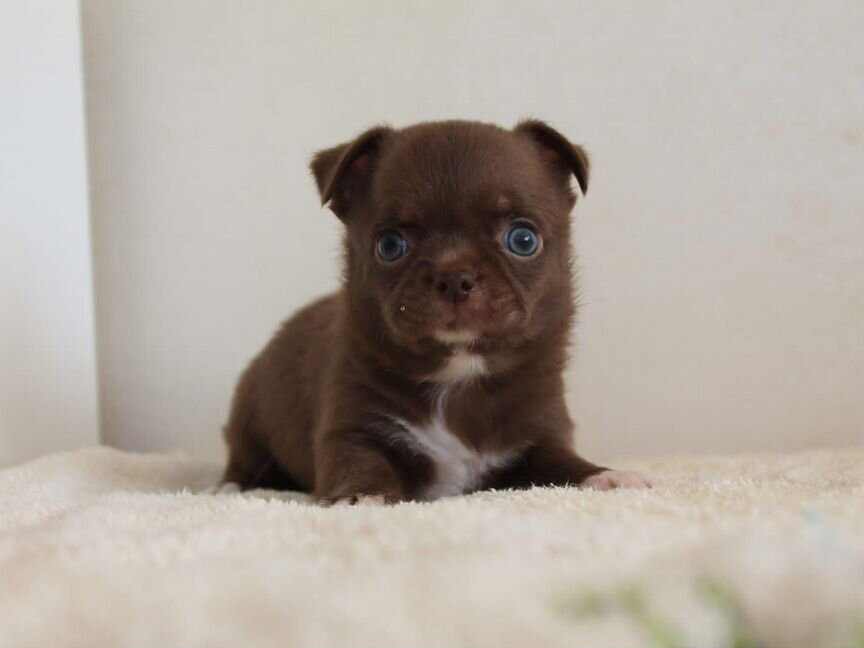 Мальчуган чихуахуа