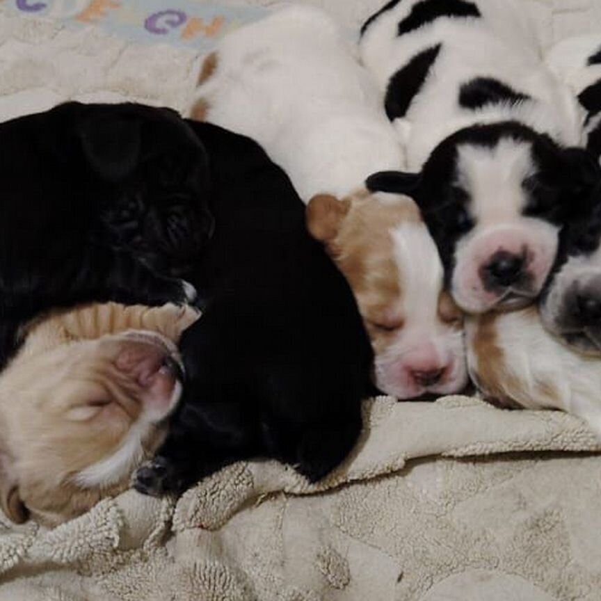 Русский охотничий спаниель, щенок