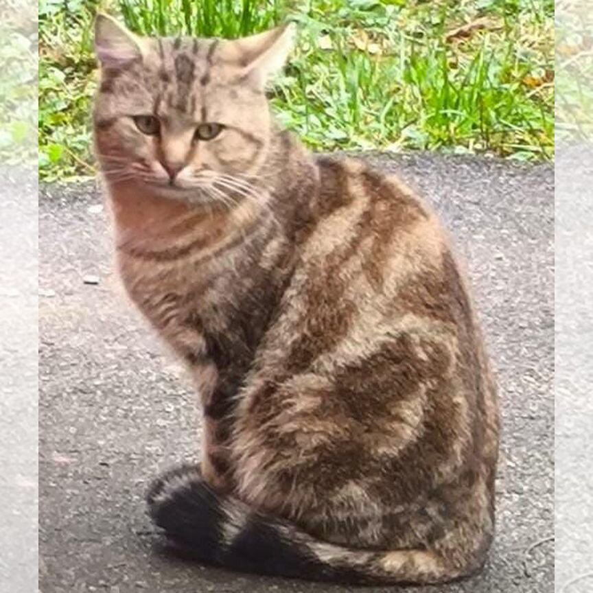 Шотландский кот 1год Радик мраморного окраса