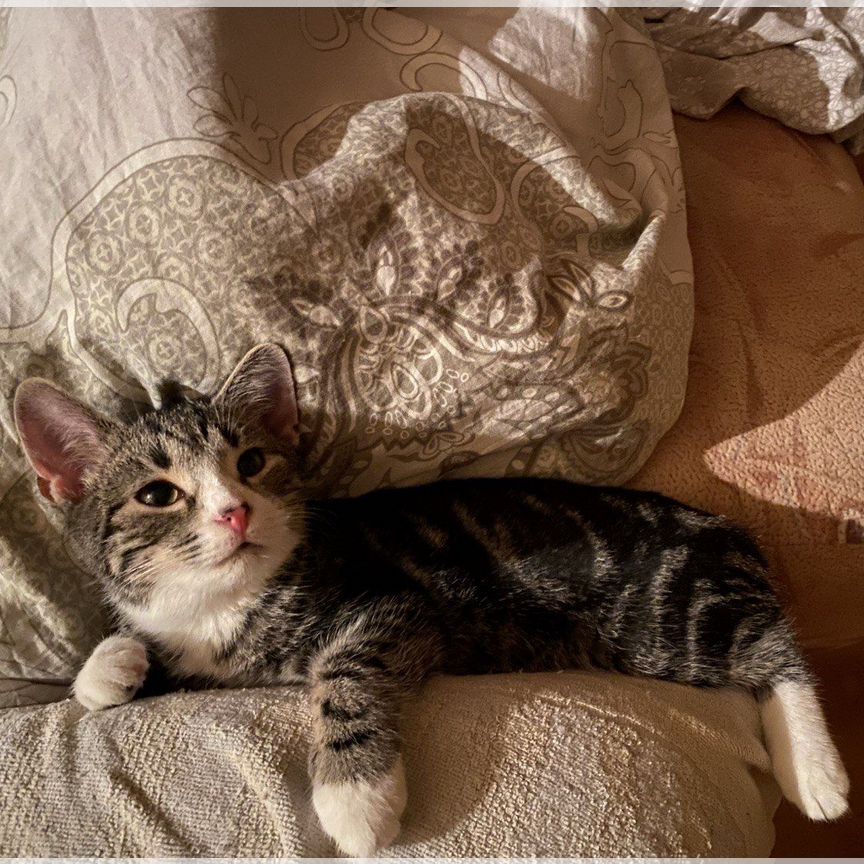 Котёнок в добрые руки