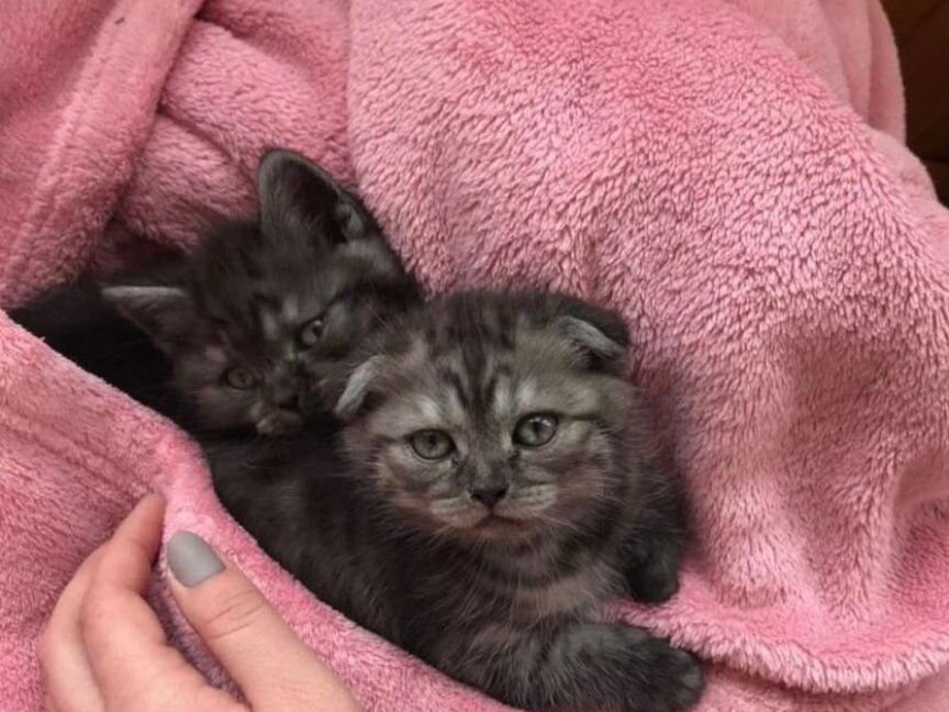 Котята шотладские вислоухие