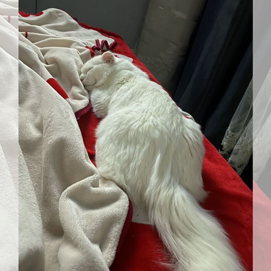 Шотландский вислоухий длинношёрстный кот, взрослый