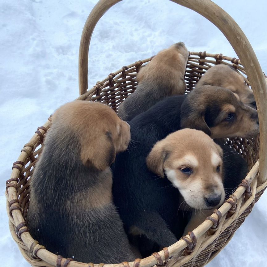 Щенки русской гончей