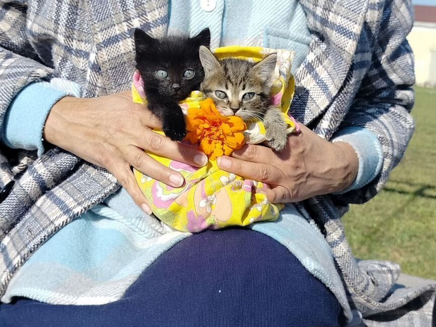 Котята 1 месяц с мраморным окрасом