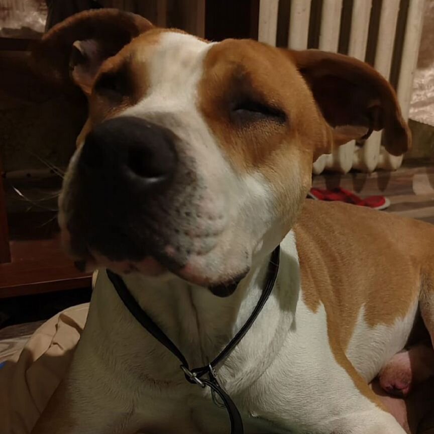 Отдаем в добрые руки