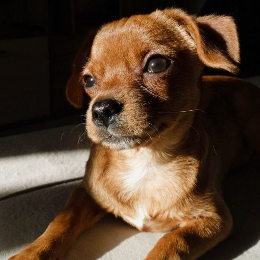 Продам щенка